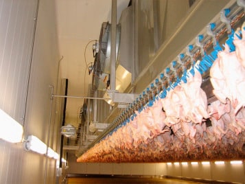 Cold Room For Chicken: Rare Result for Superior Freshness